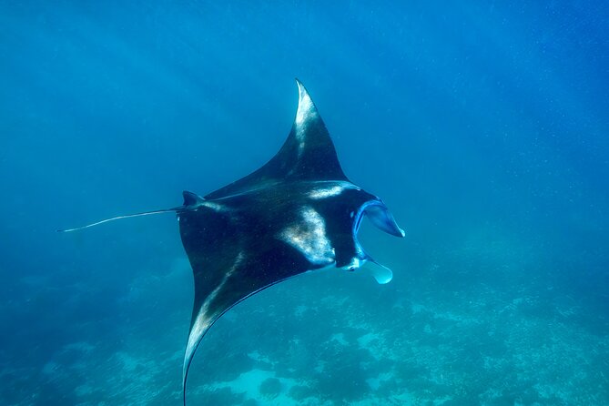 Full Day Land and Sea Tour to Nusa Penida with 4 Snorkeling Spots - FAQs