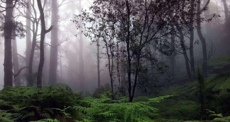 Full Day Leopard Safari at Yala and Traditional Curd Tasting - Key Points