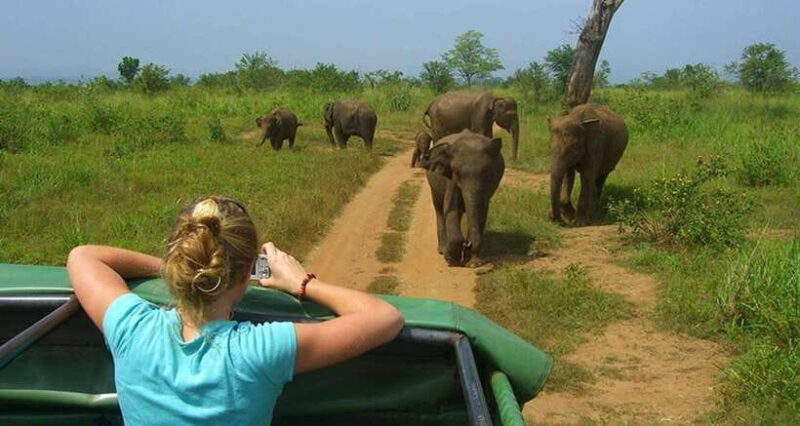 Full Day Leopard Safari at Yala and Traditional Curd Tasting - Itinerary Breakdown