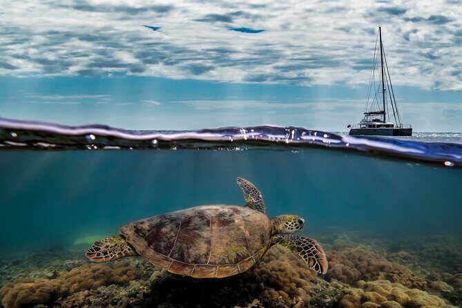 Full Day Low Isles Sailing & Snorkelling Cruise from Port Douglas - Frequently Asked Questions