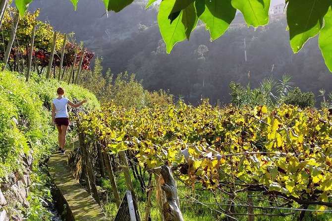 Full-Day Madeira Wine Tasting Tour With Lunch - Itinerary and Highlights