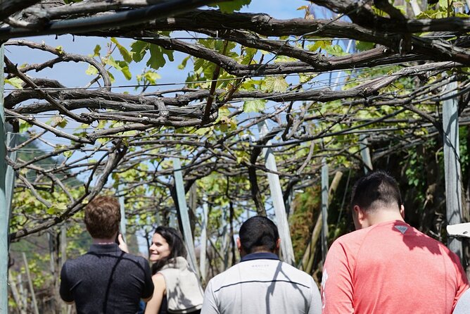 Full-Day Madeira Wine Tasting Tour With Lunch - Booking Your Adventure