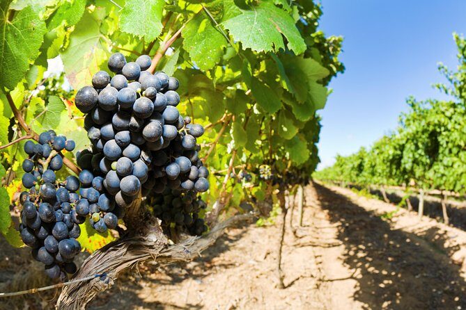 Full Day Martinborough Wine Tour - Transportation and Group Size