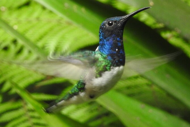 Full-Day Mindo Cloud Forest Tour Birdwatching Waterfalls and Hike - Waterfall Exploration