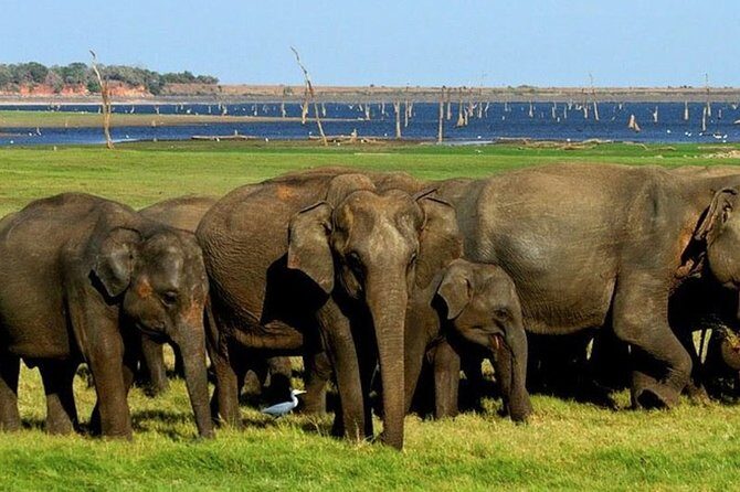 Full-Day Minneriya and Kaudulla National Parks Private Safari - The Itinerary in Detail