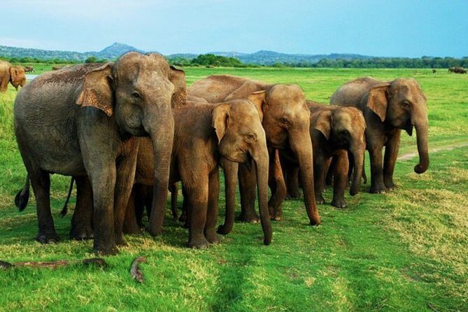 Full-Day Minneriya and Kaudulla National Parks Private Safari - Who is This Tour Best For?