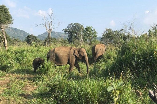 Full-Day Minneriya and Kaudulla National Parks Private Safari - The Sum Up