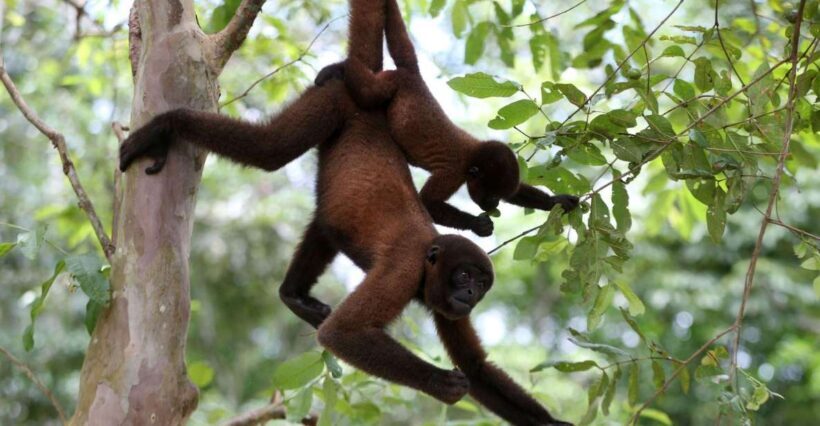 Full day monkey island tour - Key Points