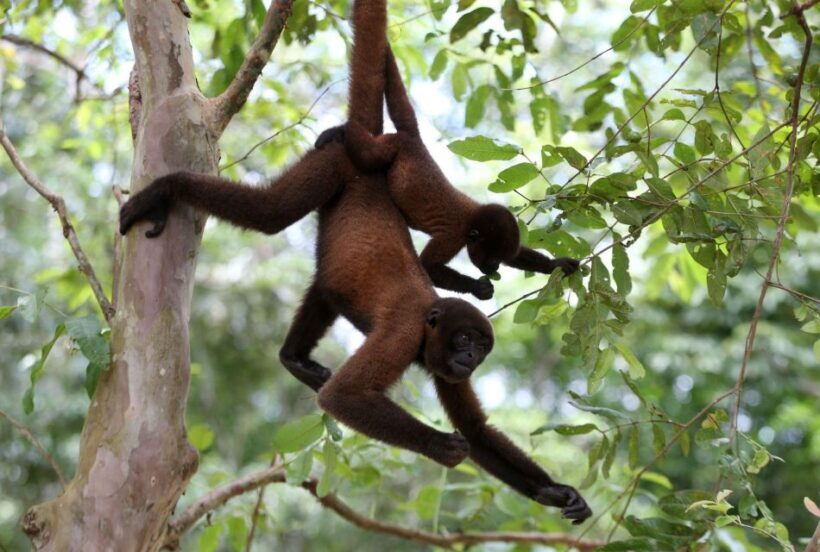 Full day monkey island tour - Final Thoughts: Is This Tour Right for You?