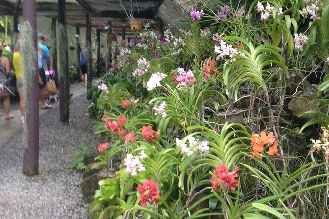 Full Day-Mudpools,Village,Temple,Sleeping Giant Gardens,Shopping Ex Coral Coast - Exploring the Itinerary in Detail