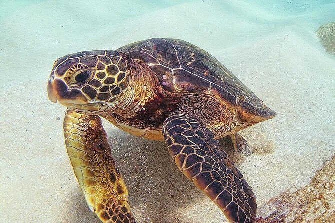 Full day Oahu´s North Shore Circle Island & Snorkeling w/ Turtles - An Honest Look at the Itinerary and What You Can Expect