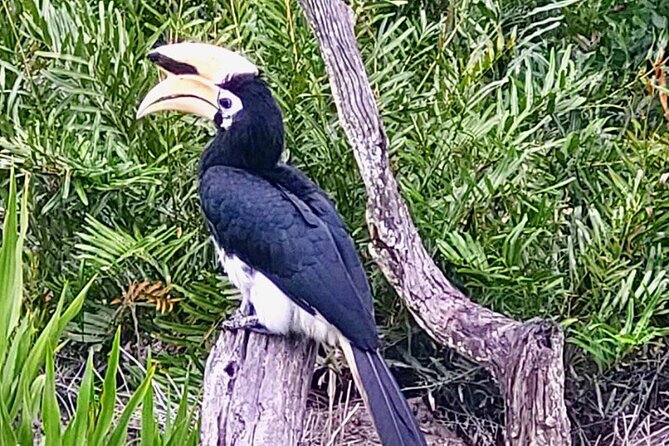 Full Day Orang Utan Sepilok, Proboscis Monkey, Sunbear, RDC - The Sum Up