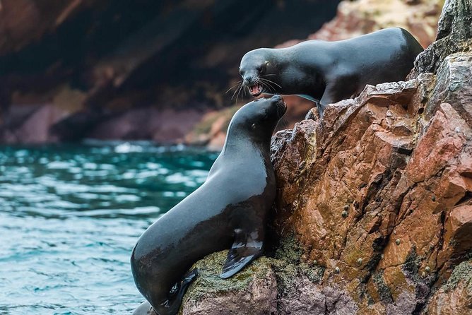 Full Day Paracas Ica and Huacachina From Lima All Included - Recommendations and Booking Details