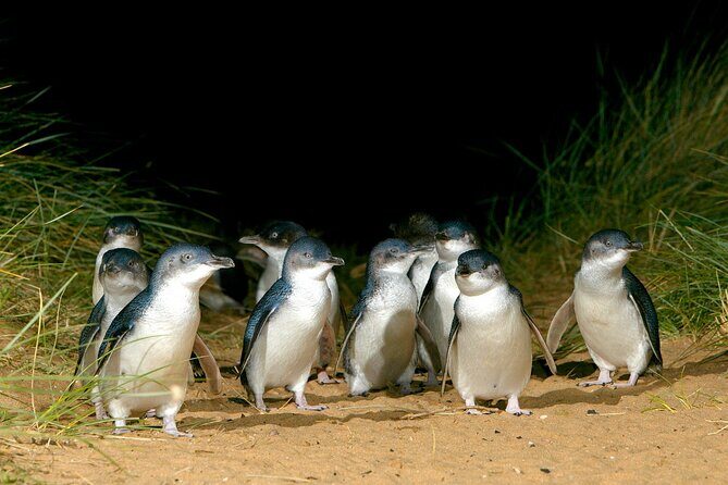 Full-Day Penguins and Wildlife Nature Experience from Melbourne - The Itinerary in Detail