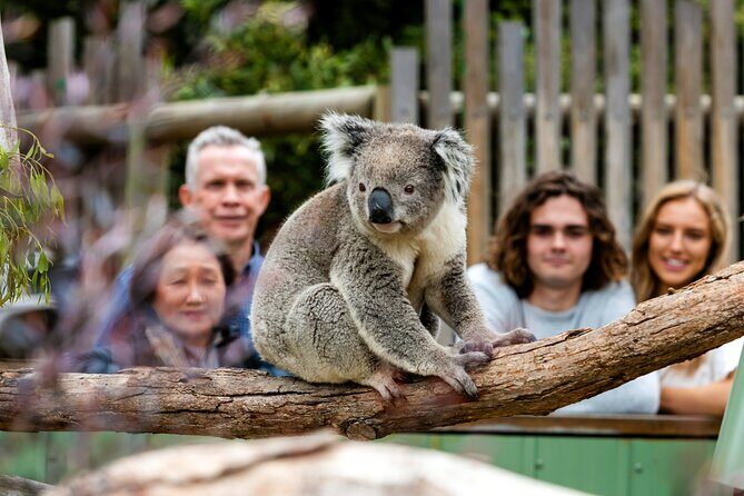 Full-Day Penguins and Wildlife Nature Experience from Melbourne - Final Words