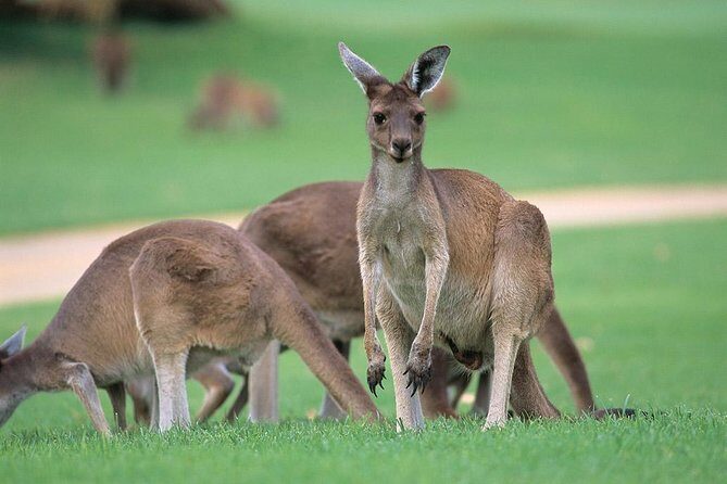 Full-Day Perth, Fremantle, Swan Valley & Wildlife Park - Exploring the Full-Day Perth, Fremantle, Swan Valley & Wildlife Park Tour: A Balance of Highlights and Practicality