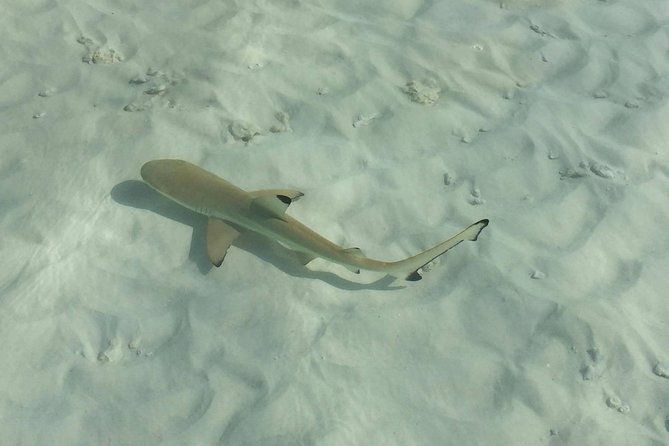 Full-Day Phi Phi Islands Tour with Lunch from Krabi - FAQ