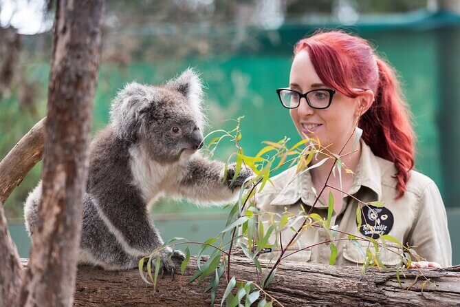 Full-Day Phillip Island Tour with Kangaroo, Koala and Penguin Parade - Key Points