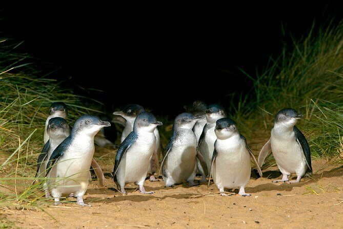 Full-Day Phillip Island Tour with Kangaroo, Koala and Penguin Parade - An In-Depth Look at the Phillip Island Experience