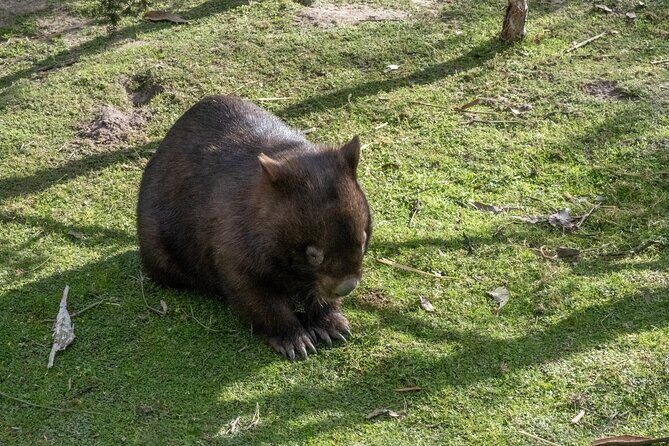 Full-Day Phillip Island Tour with Kangaroo, Koala and Penguin Parade - Who Would Enjoy This Tour?