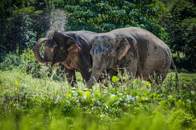 Full-Day Phuket Elephant Sanctuary Tour with Lunch and Dinner - Authentic Experiences and Genuine Care