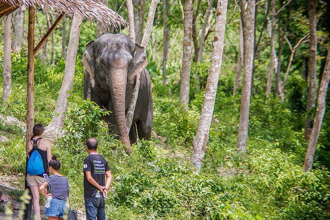 Full-Day Phuket Elephant Sanctuary Tour with Lunch and Dinner - The Sum Up