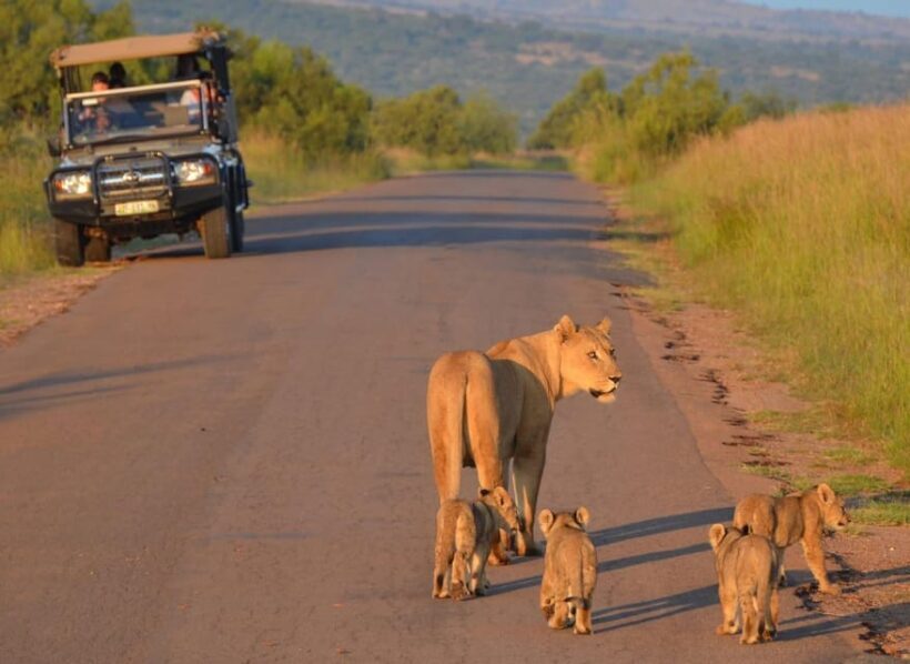 Full-Day Pilanesberg Safari from Sun City - The Experience in Detail