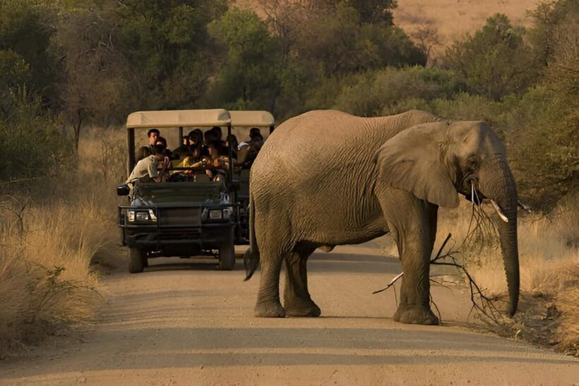 Full-Day Pilanesberg Safari from Sun City - FAQ
