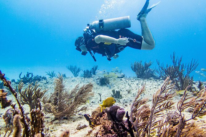 Full-Day Playa del Carmen Reef Diving Activity - What You Can Expect from the Tour