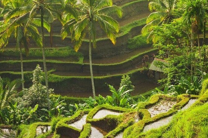 Full-Day Private and Guided Tour Around Ubud - An In-Depth Look at the Ubud Day Tour
