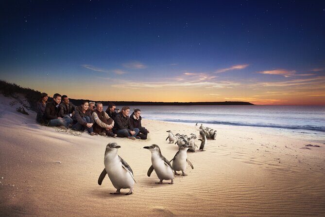 Full-Day Private Australian Wildlife Tour of Phillip Island - An In-Depth Look at the Phillip Island Wildlife Tour