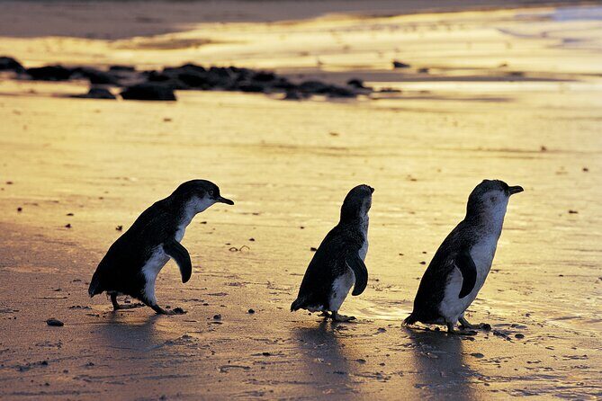 Full-Day Private Australian Wildlife Tour of Phillip Island - The Sum Up: Who Will Appreciate This Tour?