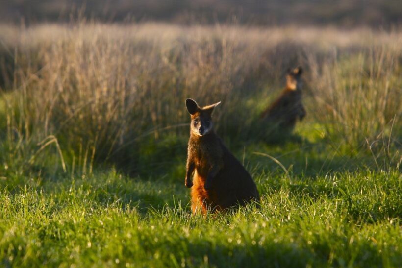 Full-Day Private Australian Wildlife Tour of Phillip Island - Key Points
