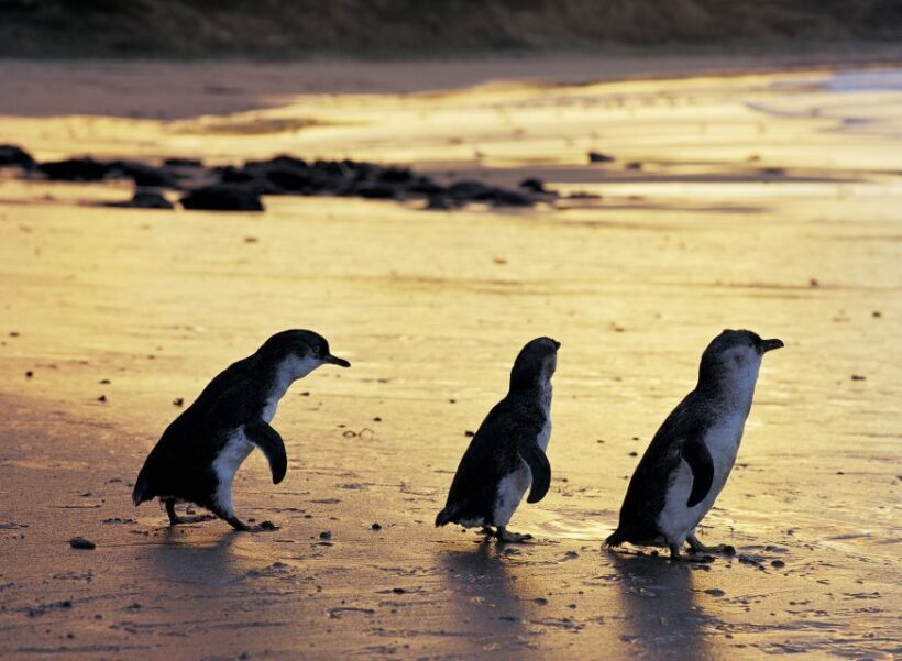 Full-Day Private Australian Wildlife Tour of Phillip Island - An In-Depth Look at the Phillip Island Wildlife Tour