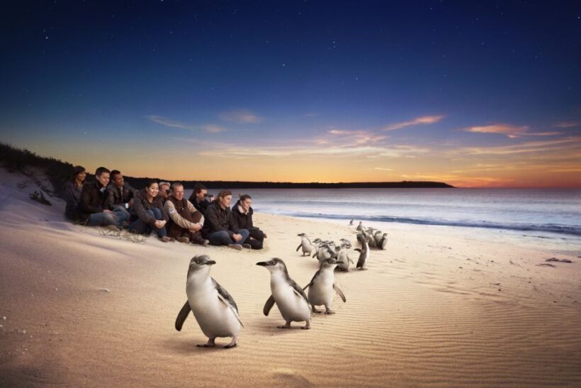Full-Day Private Australian Wildlife Tour of Phillip Island - The Sum Up