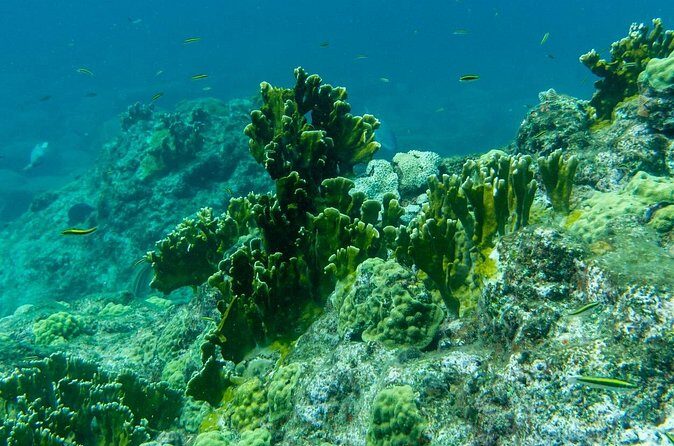 Full Day Private Boat Tour to the Lagoon of Guadeloupe - Practical Tips for Making the Most of the Tour