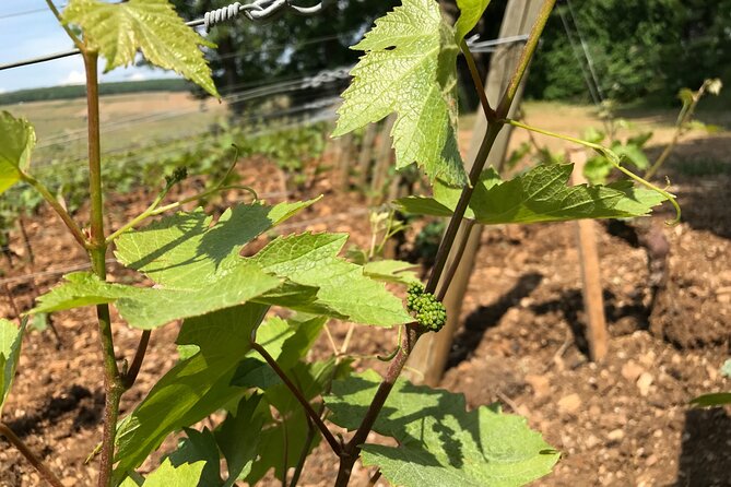Full-Day Private Burgundy Wine Route Tour From Beaune - Tasting Experiences