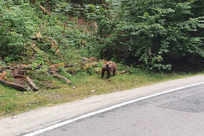 Full-Day Private Carpatian Garden with Dracula's Fortress - Wild Brown Bears - The Value of This Tour