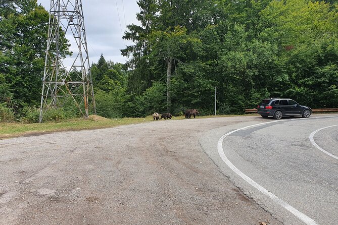 Full-Day Private Carpatian Garden with Dracula's Fortress - Wild Brown Bears - Practical Tips