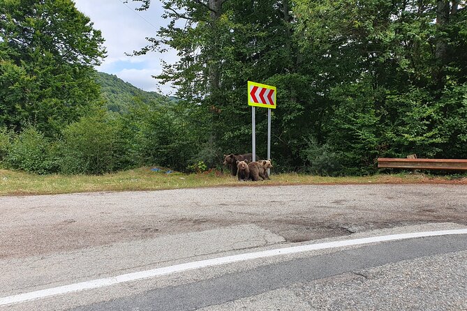 Full-Day Private Carpatian Garden with Dracula's Fortress - Wild Brown Bears - Who Will Love This Tour?