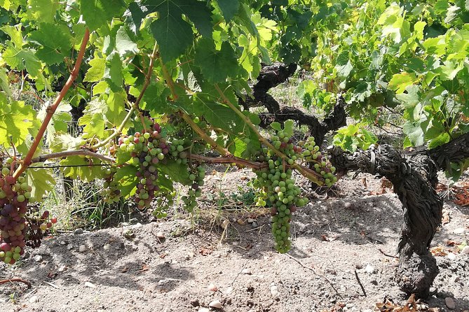 Full-Day Private Cultural Adventure in Rioja Review - Positive Traveler Experiences and Reviews