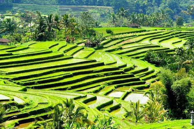 Full-Day Private Cultural Bali Tour + Balinese Driver - Who is This Tour Best For?