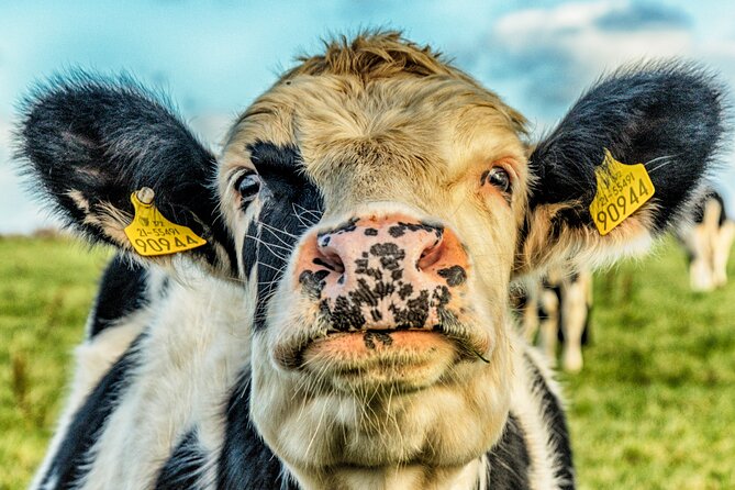 Full Day Private Cultural Tour in Dingle Peninsula - Discover Breathtaking Coastal Scenery