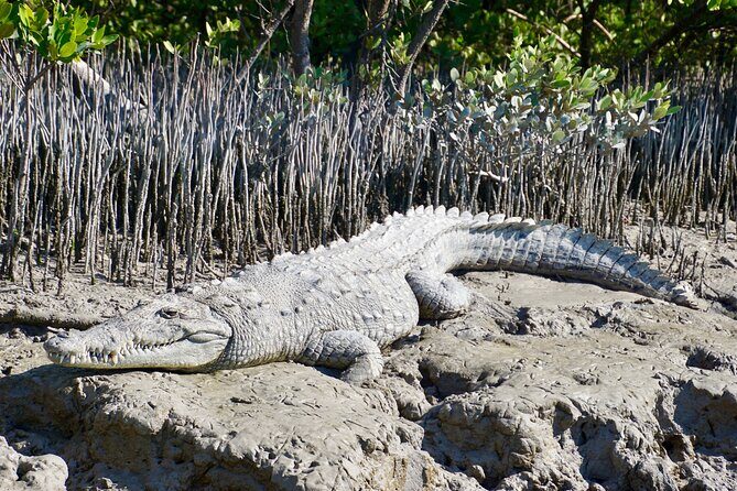 Full-Day Private Everglades and Miami City Tour - What’s Included and What’s Not: Making the Most of Your Budget