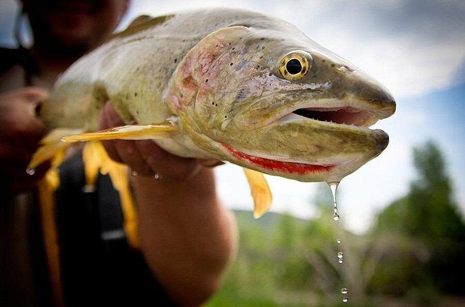 Full Day Private Fly Fishing in Yellowstone - What to Expect on the Tour