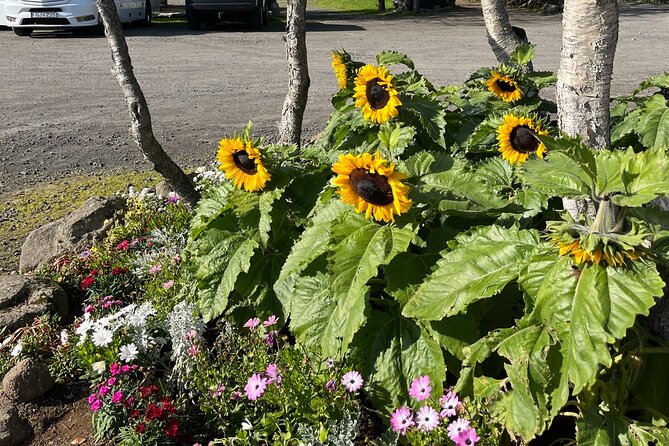 Full Day Private Guided Tour in Golden Circle of Iceland - Geysir Geothermal Area: Watching Mother Nature’s Fireworks