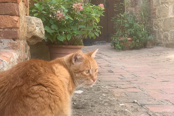 Full Day PRIVATE Guided Tour in Val D'Orcia Region - Authentic Experiences and What Travelers Say