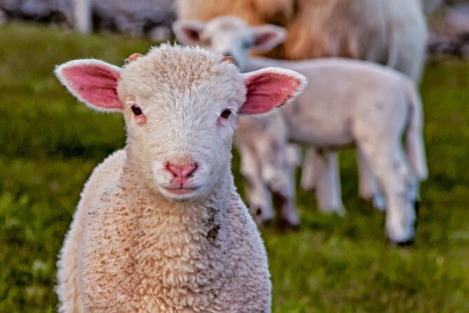 Full-Day Private Historical Tour at Ring of Kerry - Exploring Ancient Ireland at Staigue Stone Fort