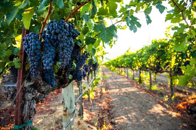 Full Day Private Hunter Valley Wine Tour from Sydney - What Does the Price Cover?