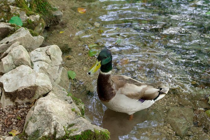 Full-Day Private Plitvice Lakes National Park Tour From Split - Pricing and Cancellation